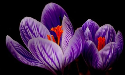 El azafrán (Crocus sativus L), usos medicinales de la especia más cara ...